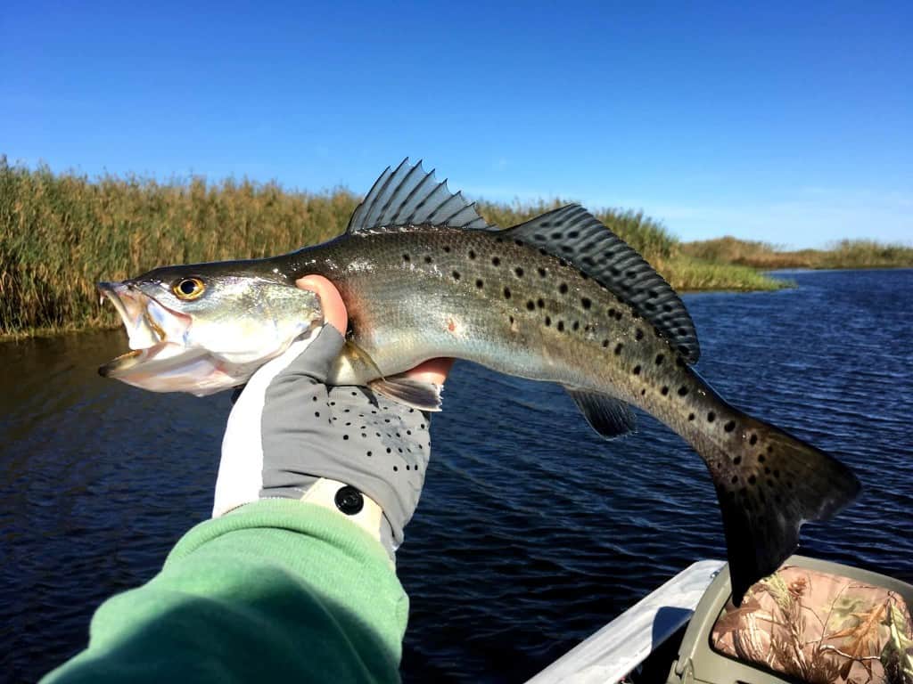 Fall Trout Fishing! – BAYOU WOMAN